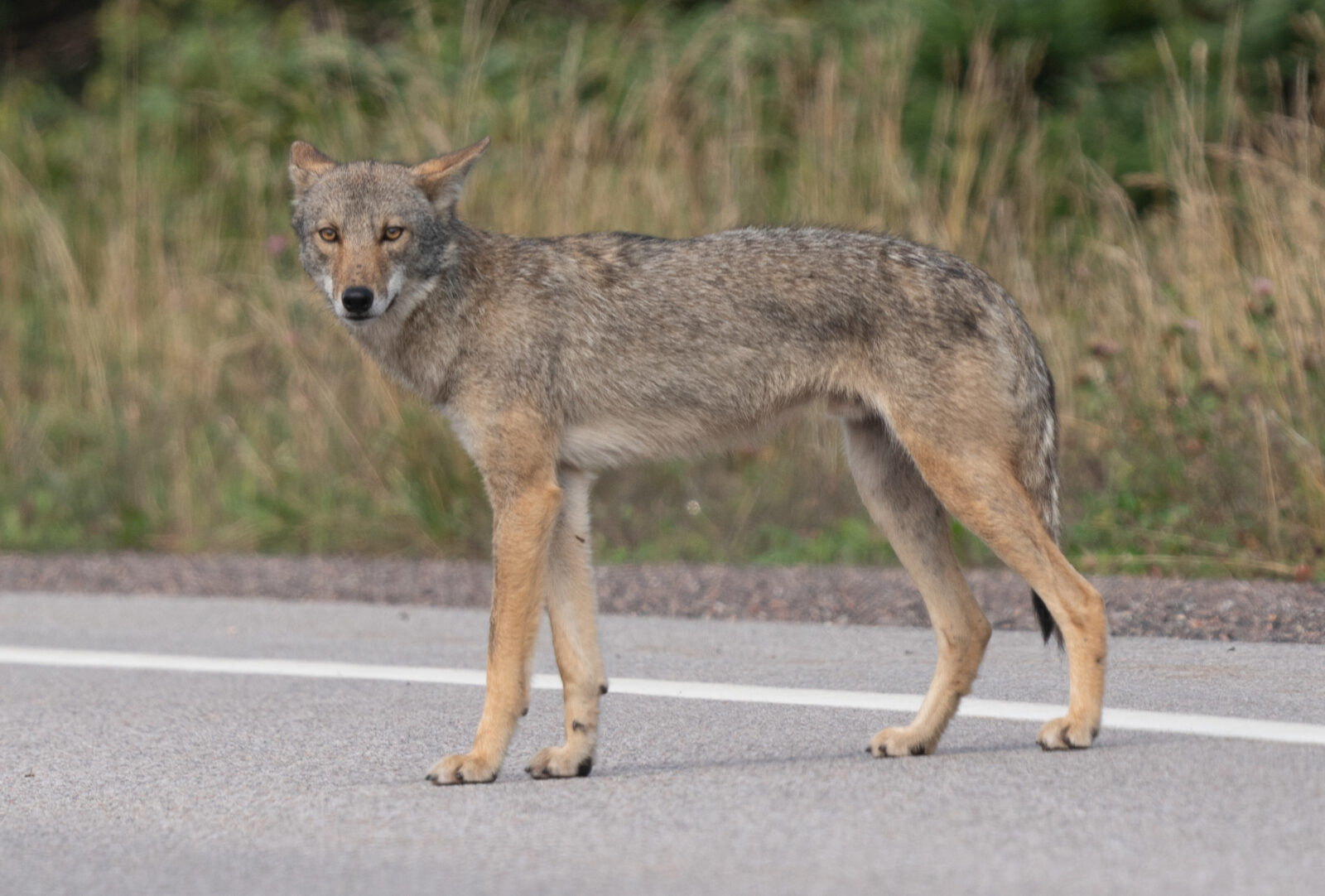 Seeing or Hearing More Coyotes Than Usual? Here’s Why. – Garden & Gun