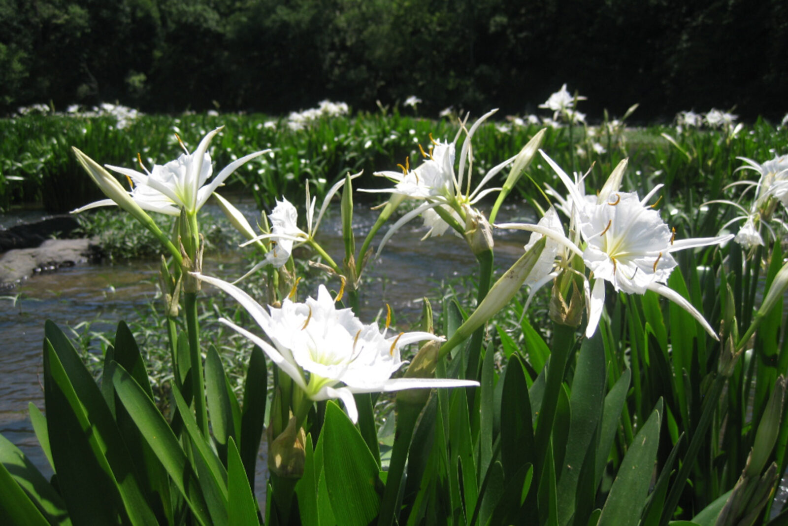 Hit the River for Blooming Cahaba Lilies – Garden & Gun