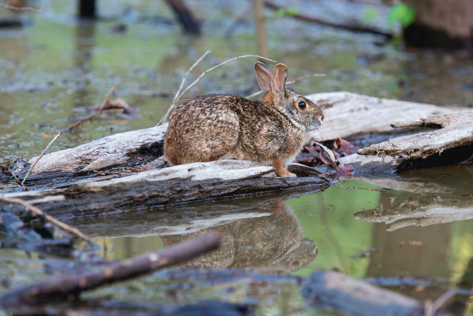 Finding Refuge in the Country’s Biggest Bald Cypress – Garden & Gun