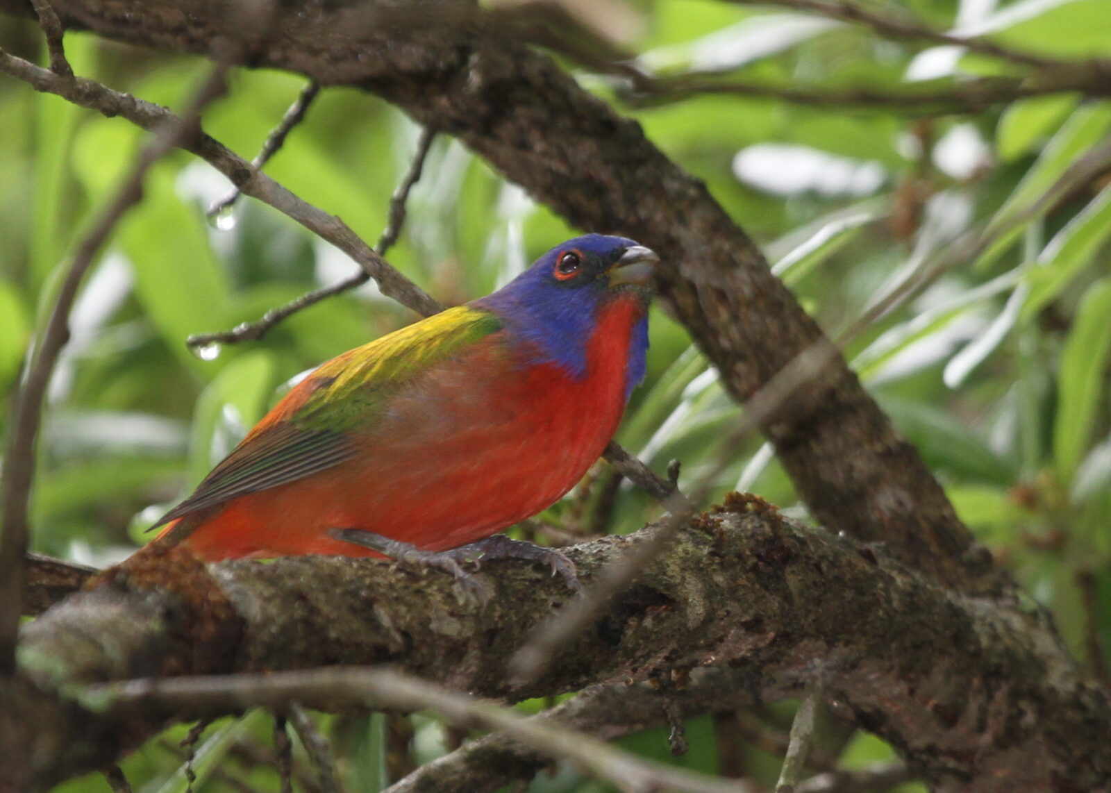 For Bird Lovers: Must-See Festivals, Trails, and Wildlands Across the ...