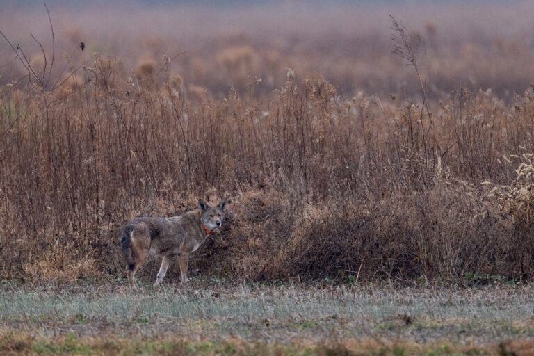 Inside the Fight to Save the World’s Most Endangered Wolf – Garden & Gun
