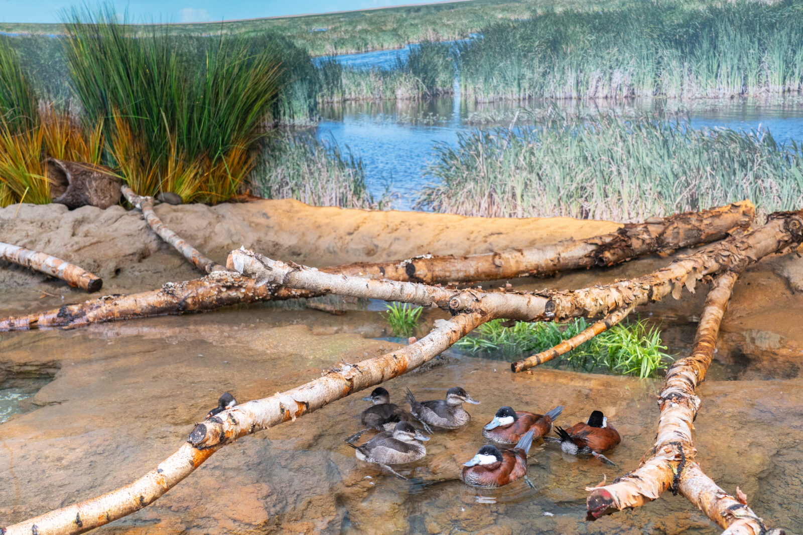 Walk Among Winged Wonders at the National Zoo – Garden & Gun