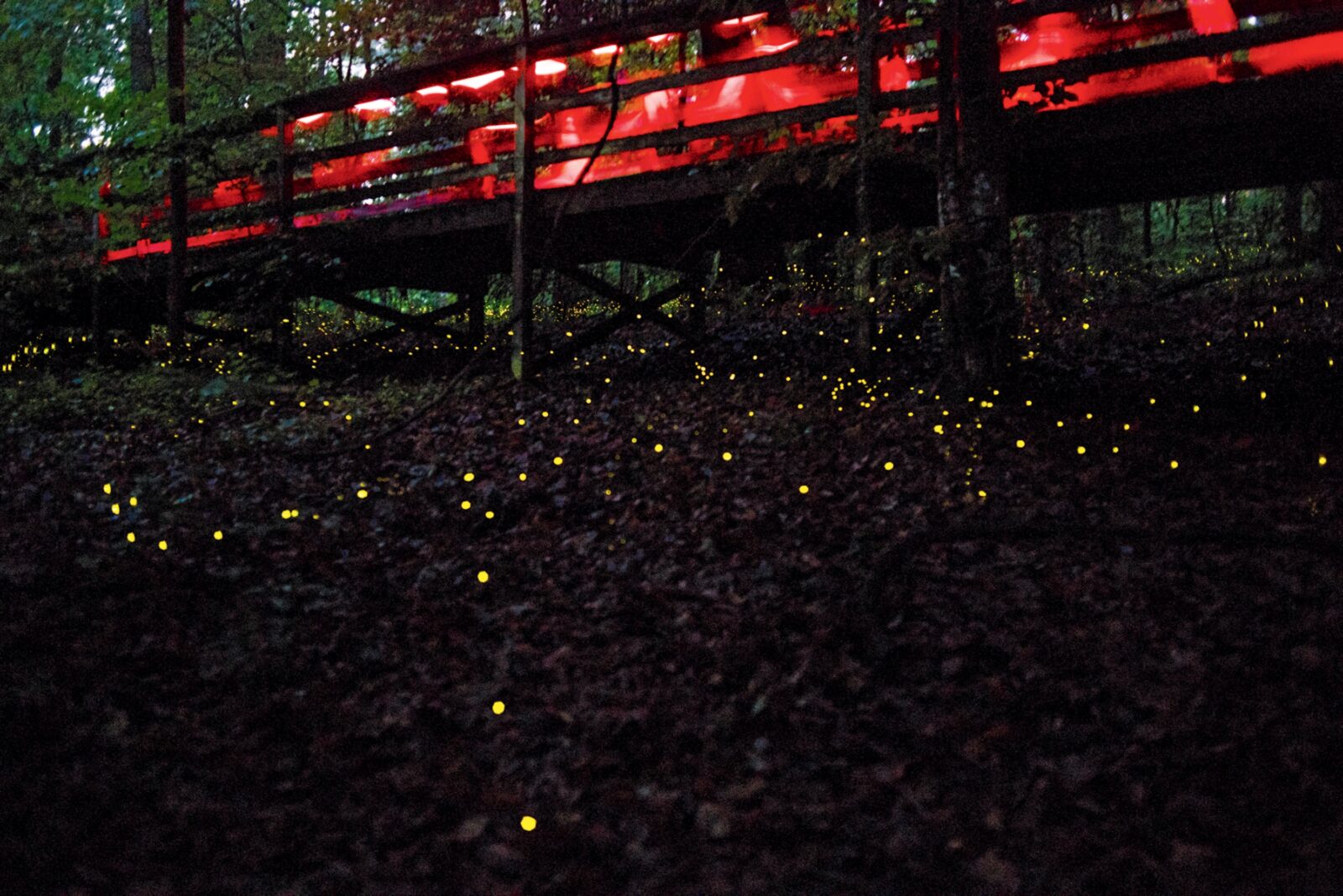 Witness the Summer Light Show of Synchronous Fireflies – Garden & Gun