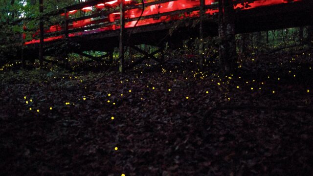 The G&G Bucket List: 50 Things to See and Do in 2025 – Garden & Gun