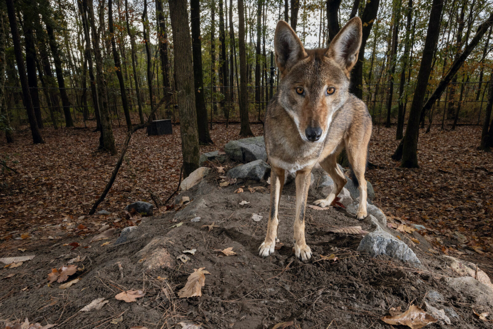 Glimpse the World’s Most Endangered Wolf Up Close – Garden & Gun