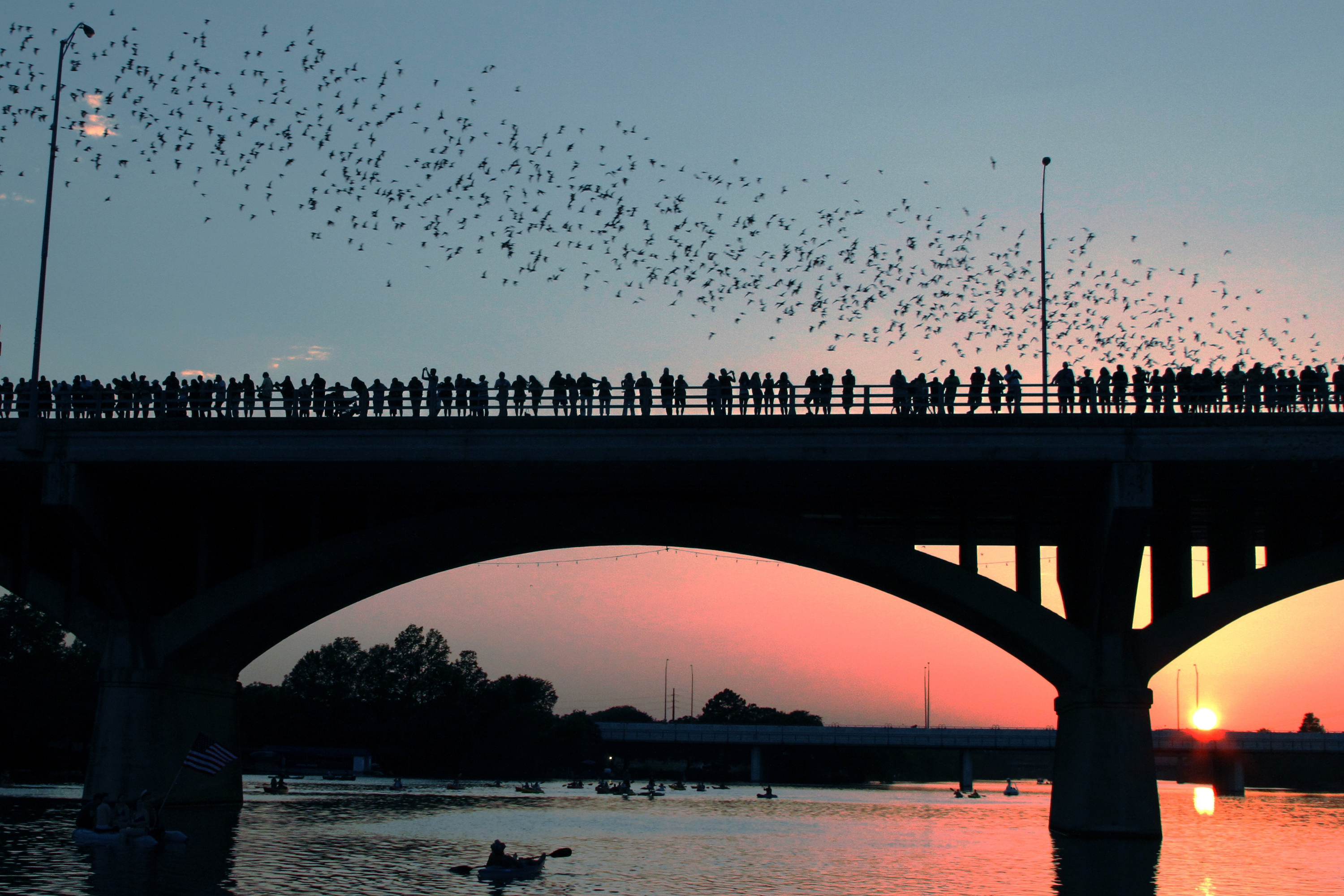 Largest Urban Bat Colony In The World - Infoupdate.org