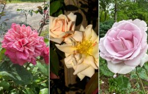 The Best Varieties of Roses for Southern Gardens – Garden & Gun