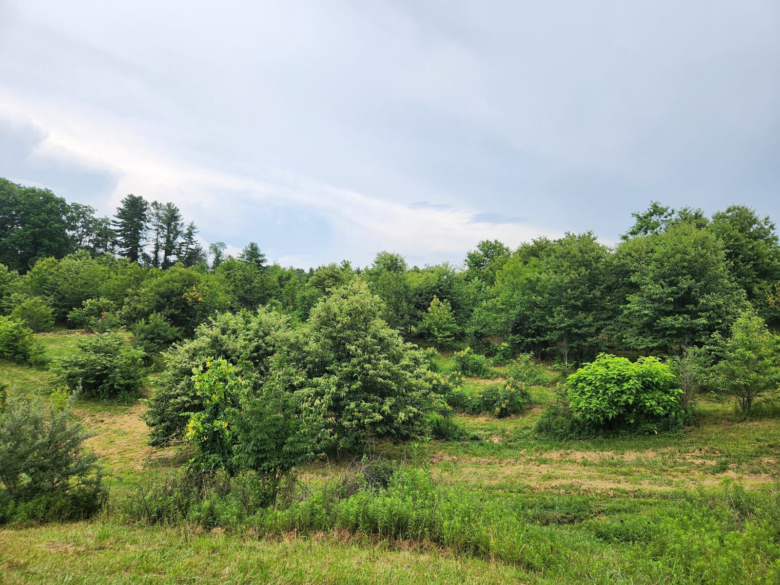 For the First Time in Decades, Hikers Can Walk in Forests of Mature ...