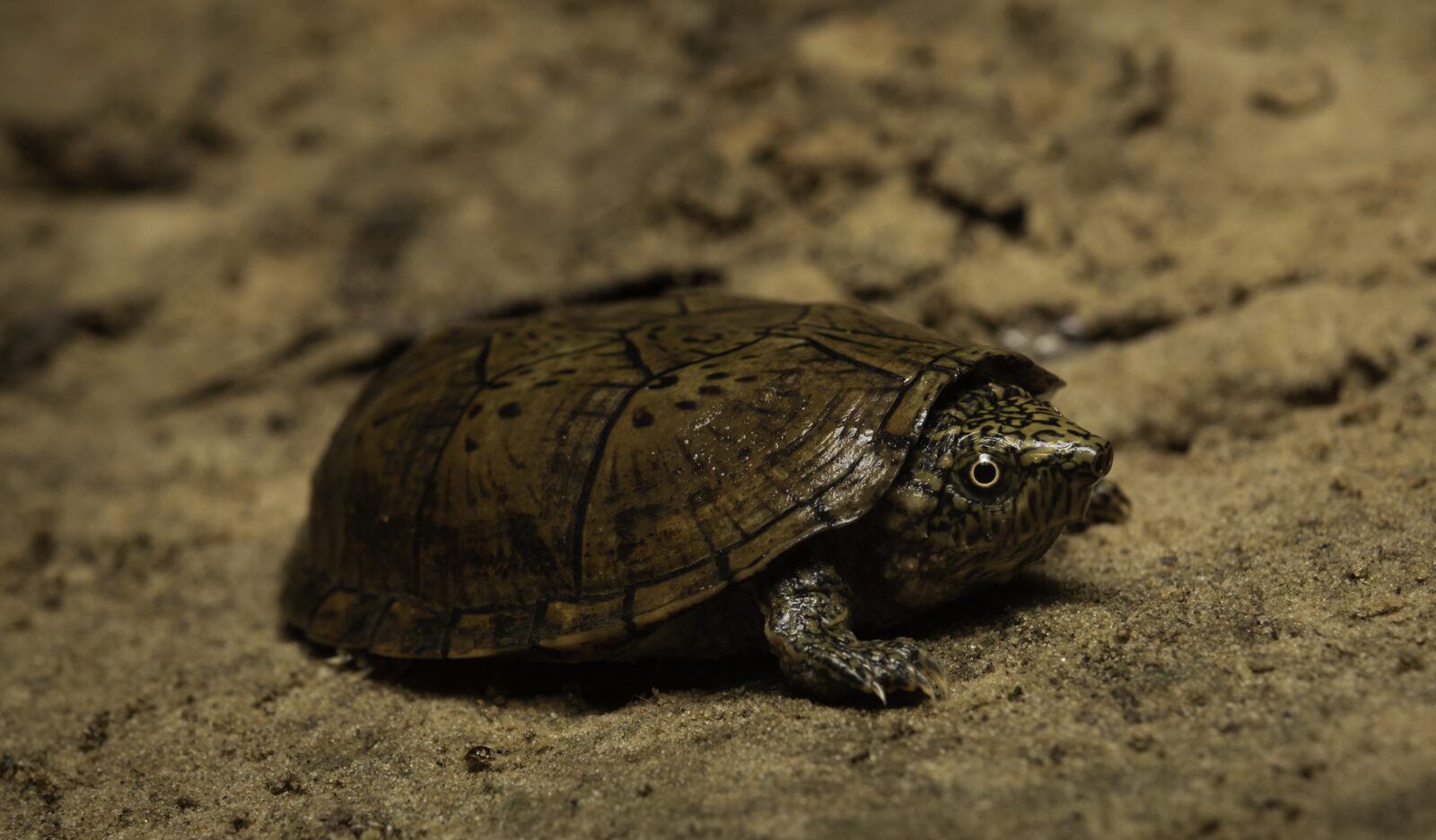 In Search of the Rarest Turtle in North America – Garden & Gun