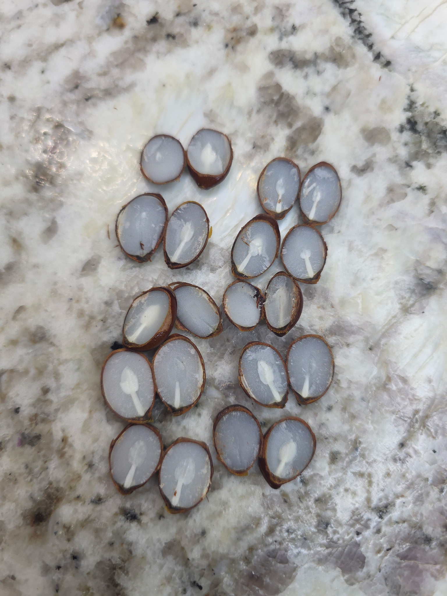 Persimmon Seeds Weather