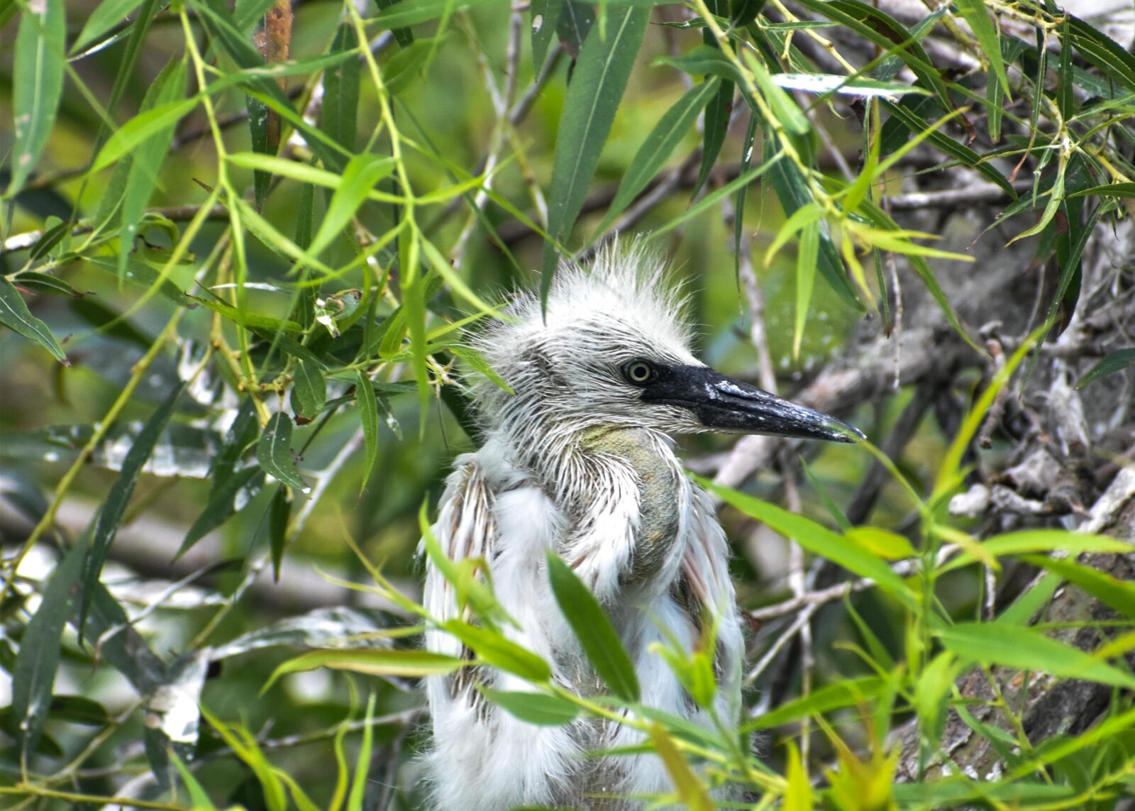The Birds Are Back in Town: How One South Carolina Community Turned ...