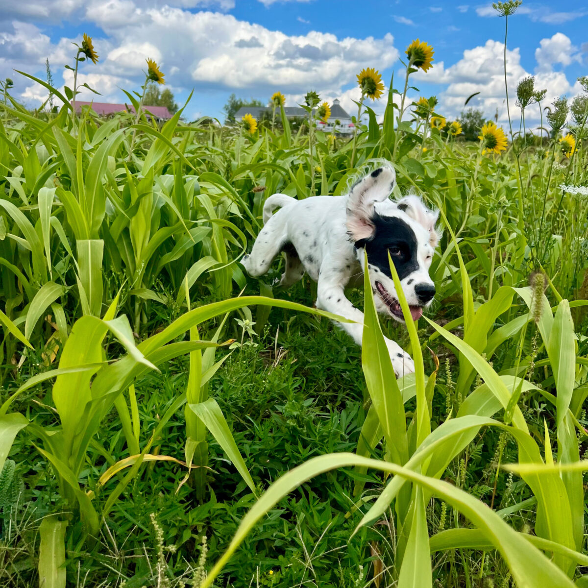 Meet the Winners of the 2025 Good Dog Photo Contest – Garden & Gun