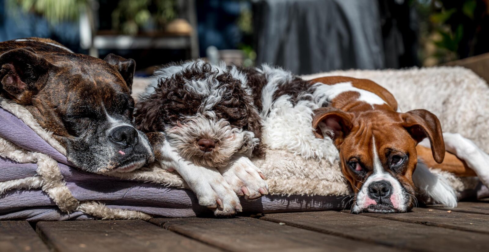 Meet the Winners of the 2025 Good Dog Photo Contest – Garden & Gun