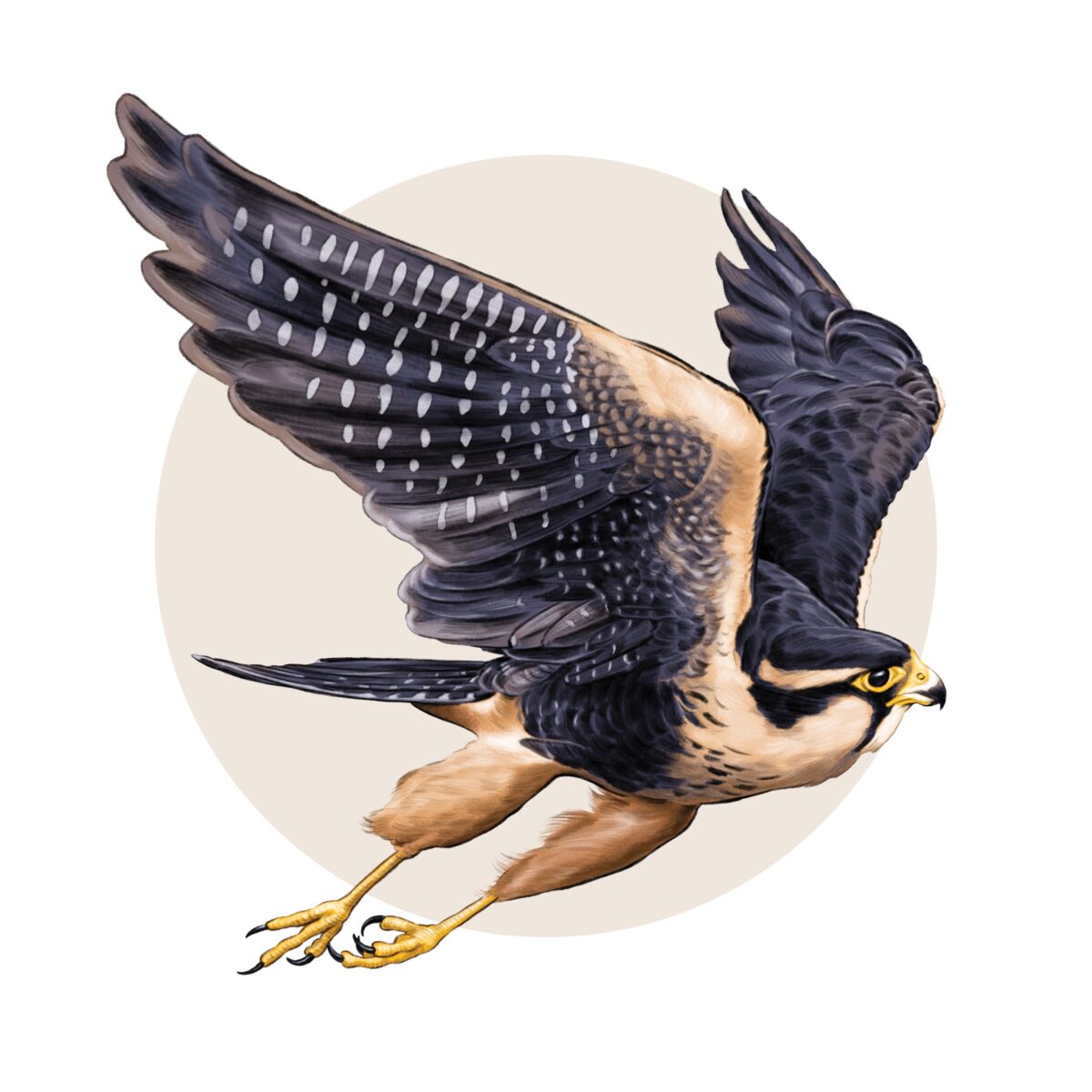 Aplomado Falcons Return to the Texas Skies – Garden & Gun