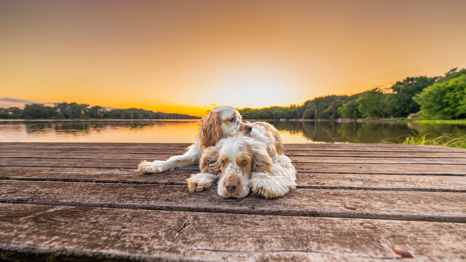 Meet the Winners of the 2025 Good Dog Photo Contest – Garden & Gun