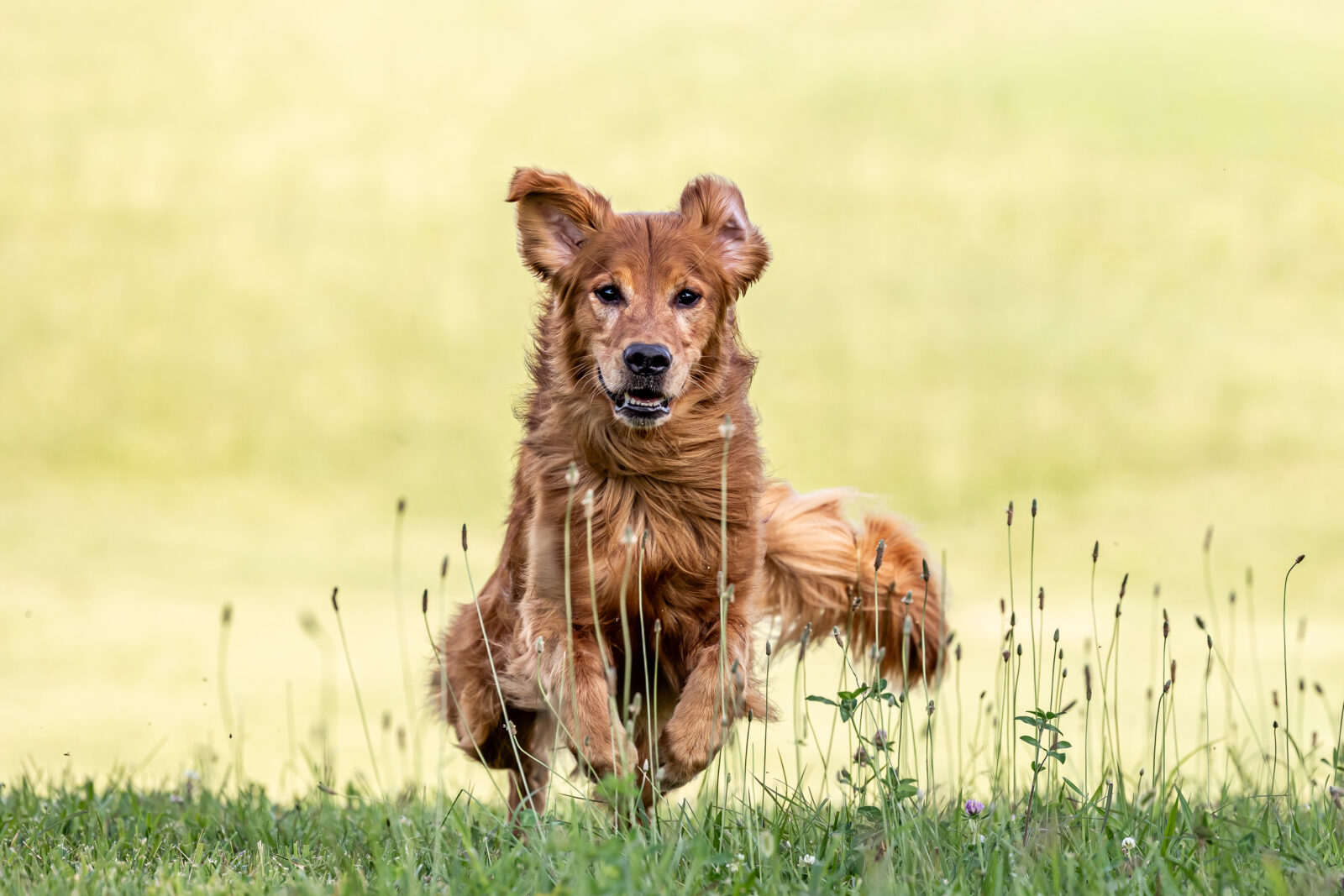 Meet the Winners of the 2025 Good Dog Photo Contest – Garden & Gun