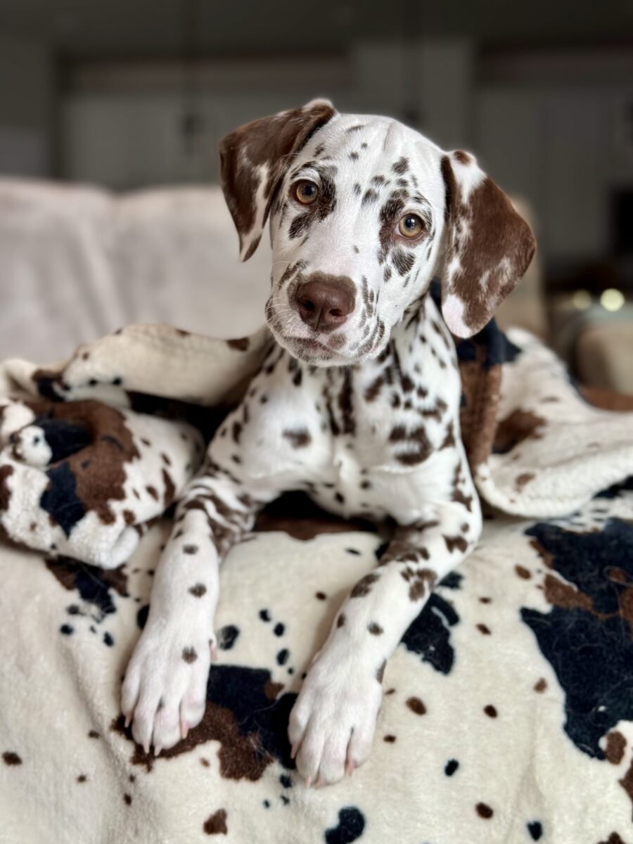 Meet the Winners of the 2025 Good Dog Photo Contest – Garden & Gun